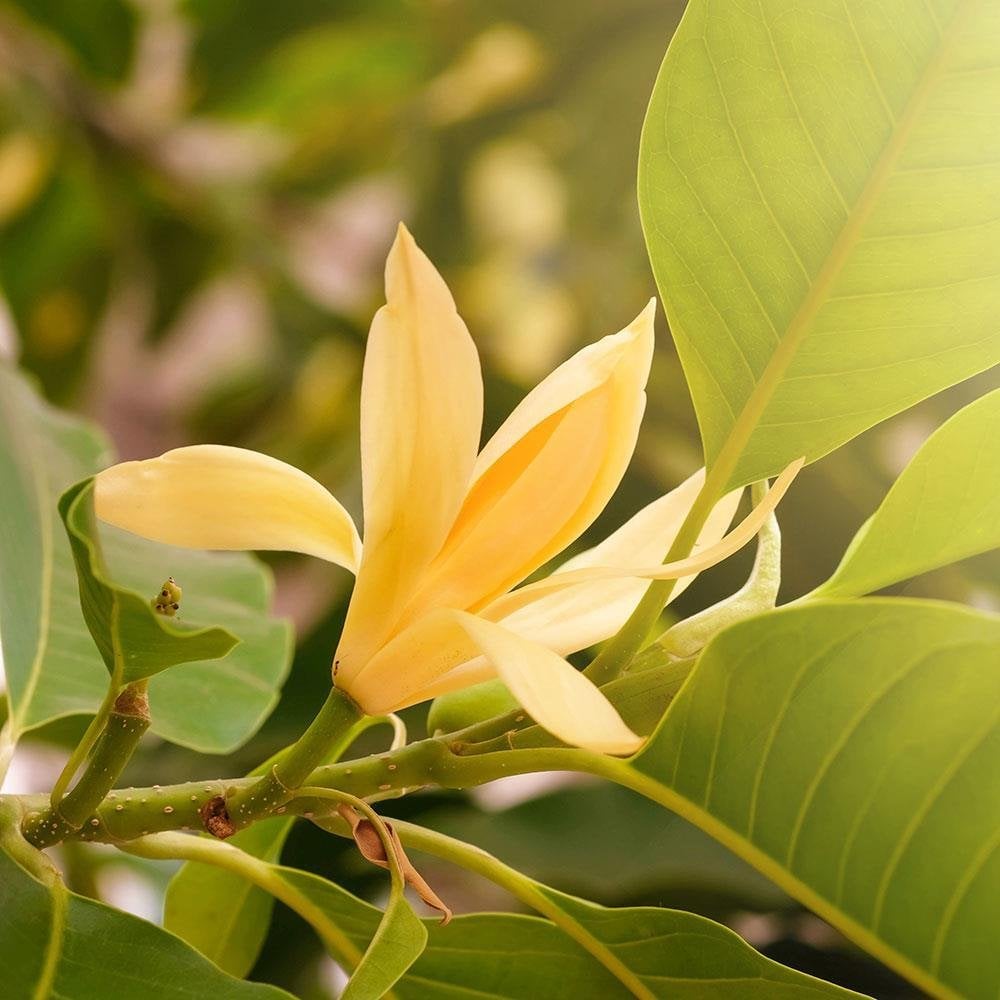 100 g Champaka Red Absolute - New Directions Australia