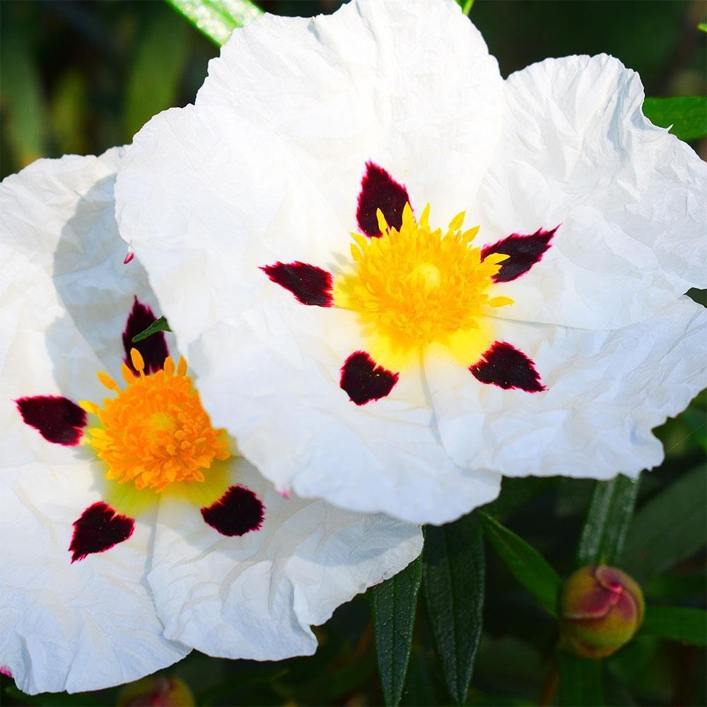 17 g Labdanum Absolute - New Directions Australia