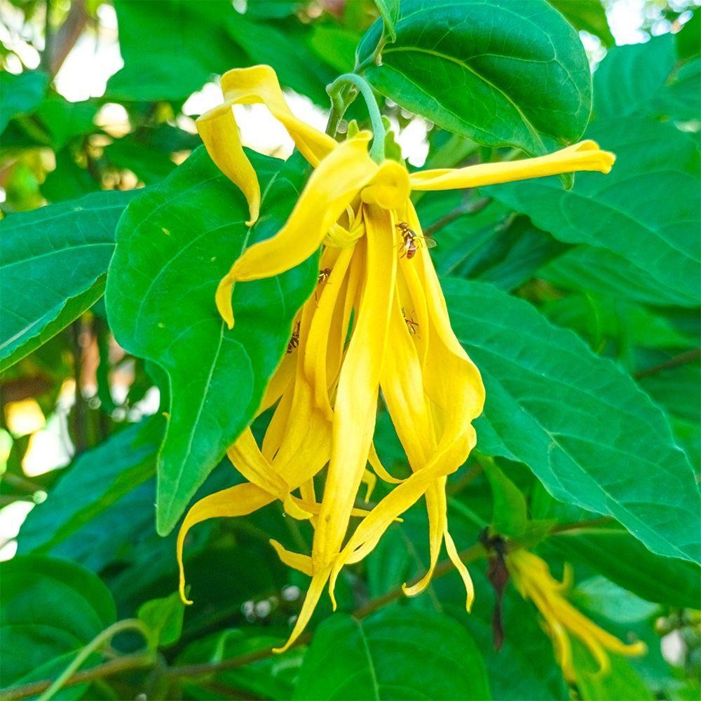 cananga odorata flower oil comedogenic