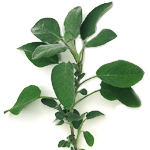 30 ml Sage Dalmatian Essential Oil - New Directions Australia