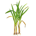 5 kg Jamarosa Root Essential Oil - New Directions Australia