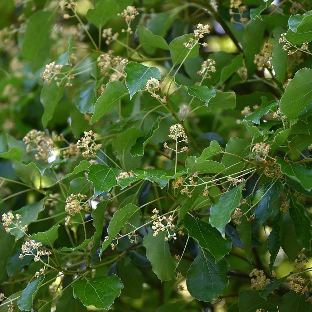 6 ml Camphor White Essential Oil - New Directions Australia