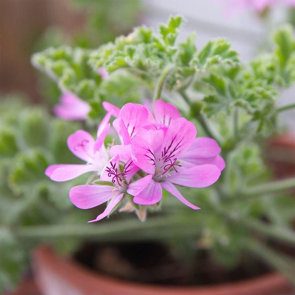 6mL Cape Rose Geranium Essential Oil - New Directions Australia