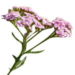 6mL Yarrow Chamazulene (Blue) Essential Oil - New Directions Australia