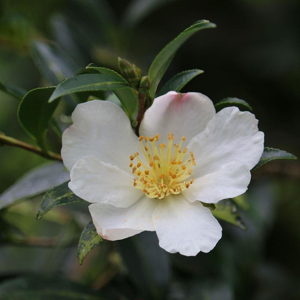 5L Camellia Refined Oil - New Directions Australia