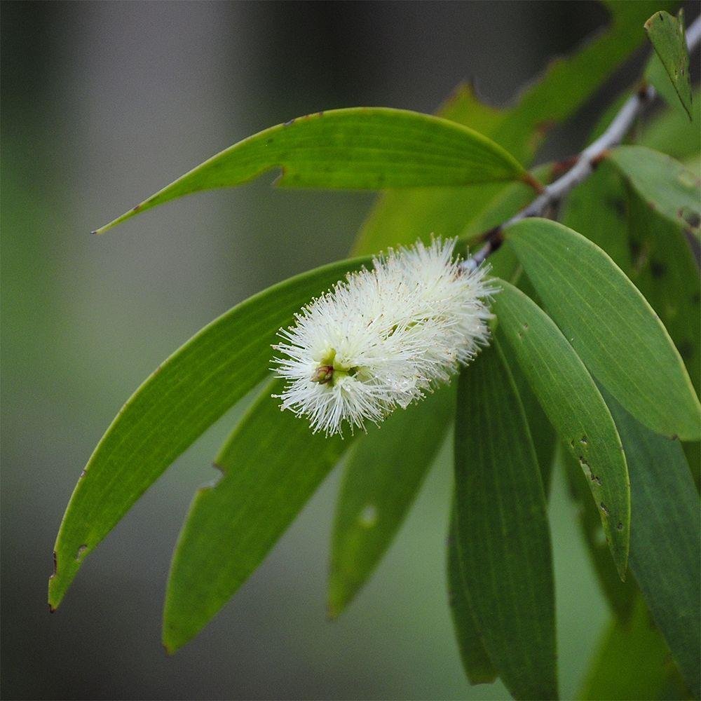 20kg Cajeput Essential Oil - New Directions Australia