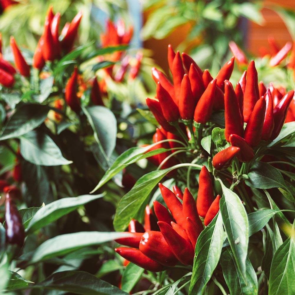 20kg Chilli Seed Essential Oil - New Directions Australia