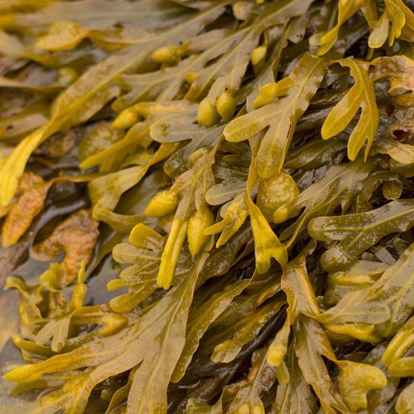 100g Bladderwrack - Liquid Extract [Glycerine Based] - New Directions ...