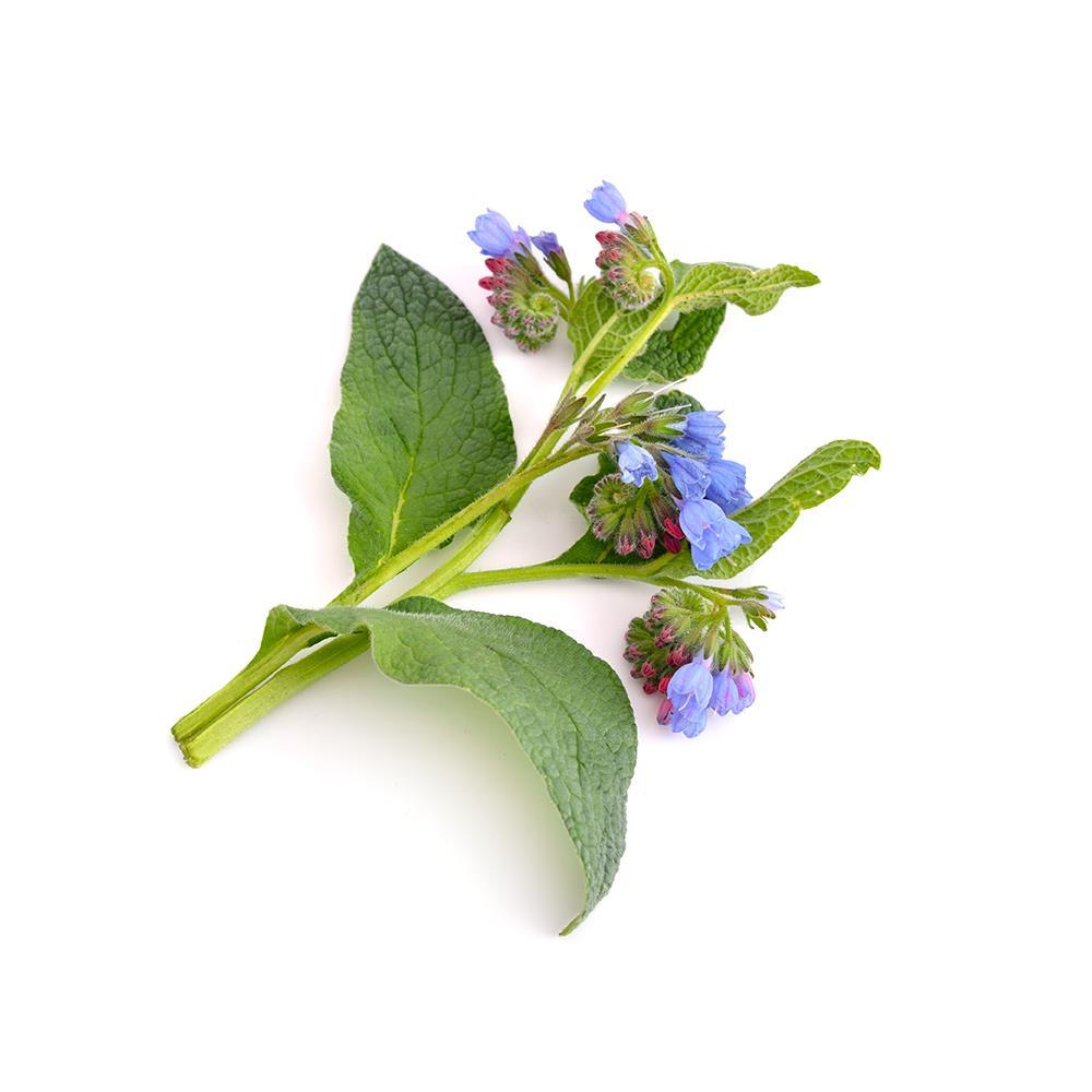 20 Kg Comfrey - Liquid Extract [Glycerine Based] - New Directions Australia