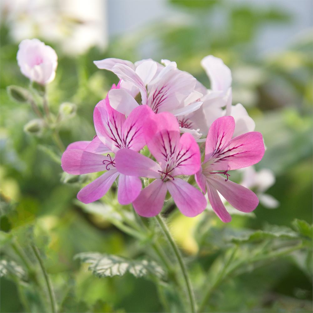 17mL Cape Rose Geranium Certified Organic Oil - New Directions Australia