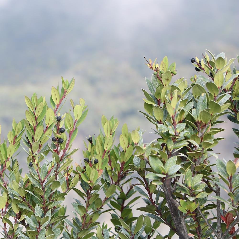 15 g Mountain Pepper Berry Powder - Australian Native Extract - New ...