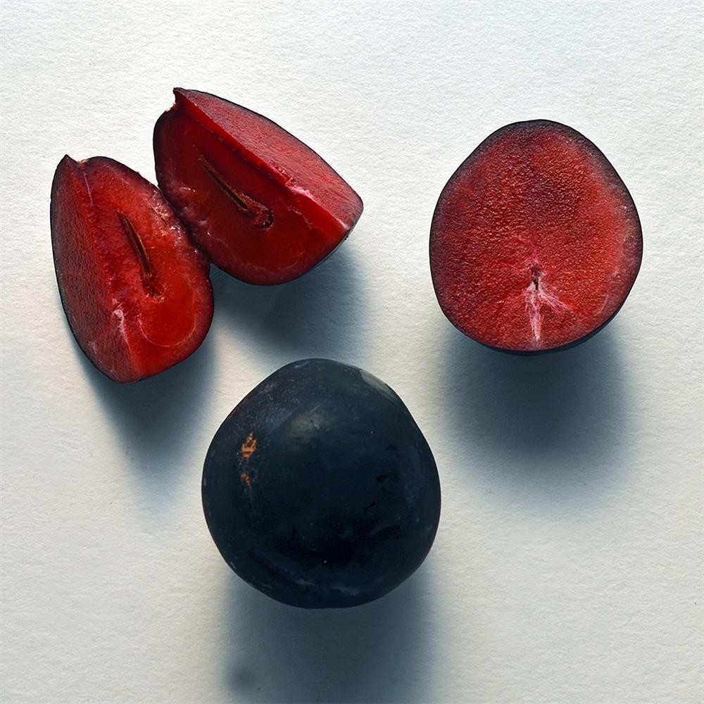 17g Davidsons Plum - Liquid Extract [Glycerine Based] - New Directions ...