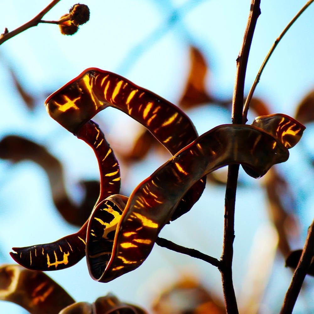 17 g Wattle Seed - Liquid Extract [Glycerine Based] - New Directions ...