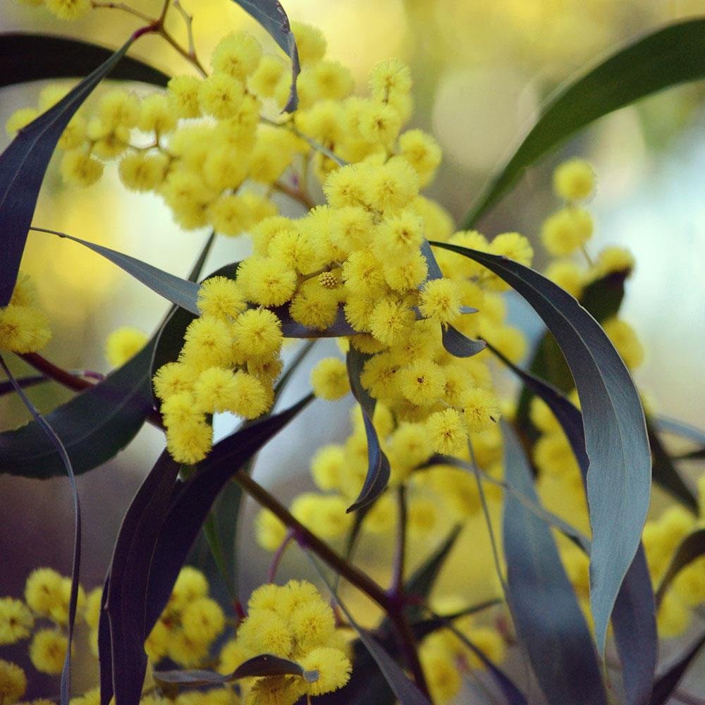 500g Wattle Seed - Liquid Extract [Glycerine Based] - New Directions ...