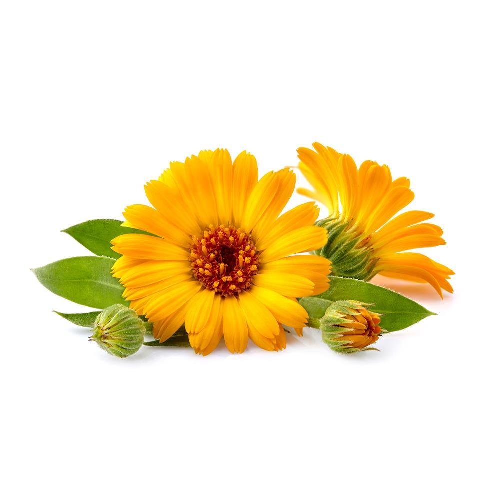 1kg Calendula - Liquid Extract [Glycerine Based] - New Directions Australia