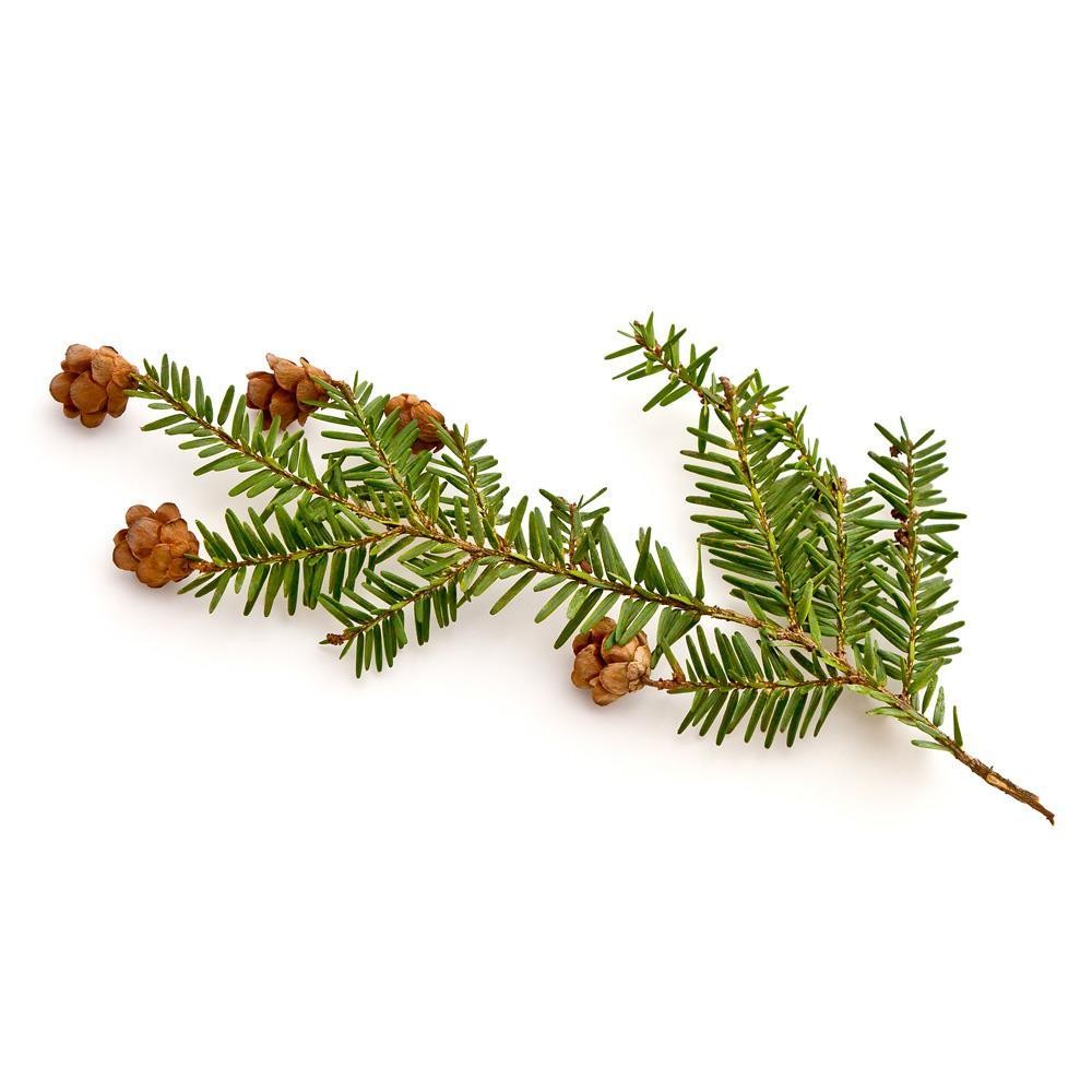 100 ml Eastern Hemlock Essential Oil - New Directions Australia