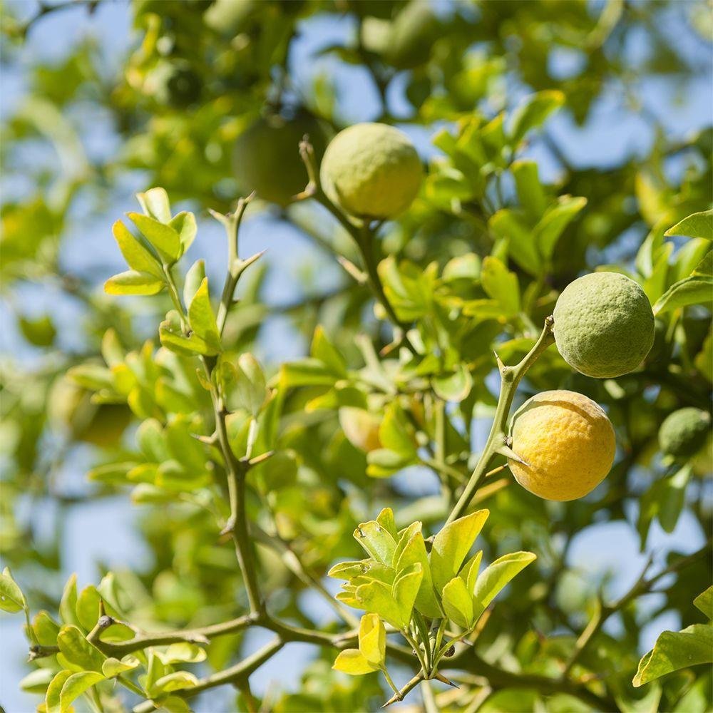 6 ml Bergamot Calabrian Premium Essential Oil - New Directions Australia