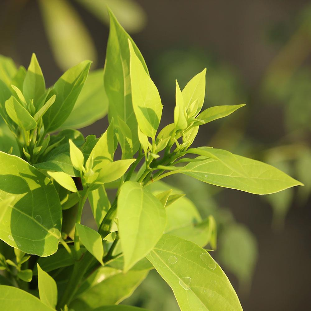 1 kg Ravintsara Certified Organic Oil - ACO 10282P - New Directions ...