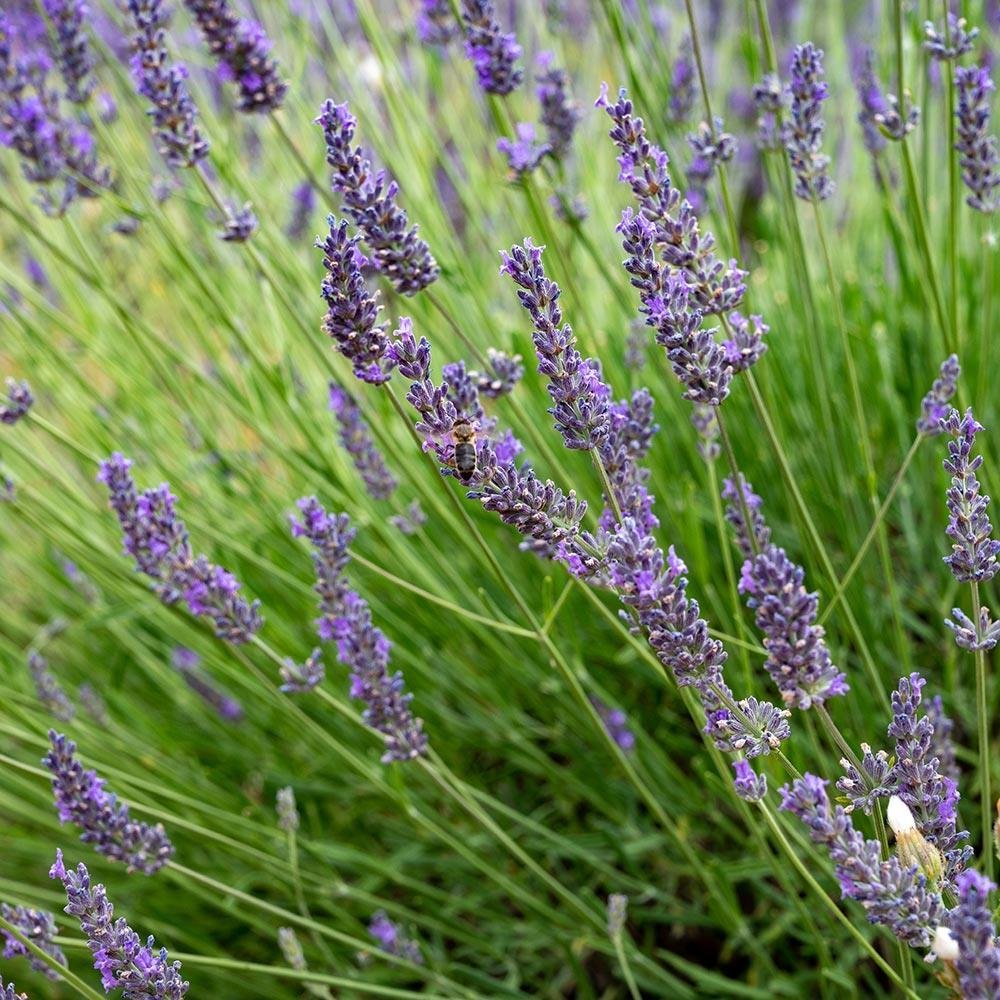 6 ml Lavandin Super French Certified Organic Oil - ACO 10282P - New ...