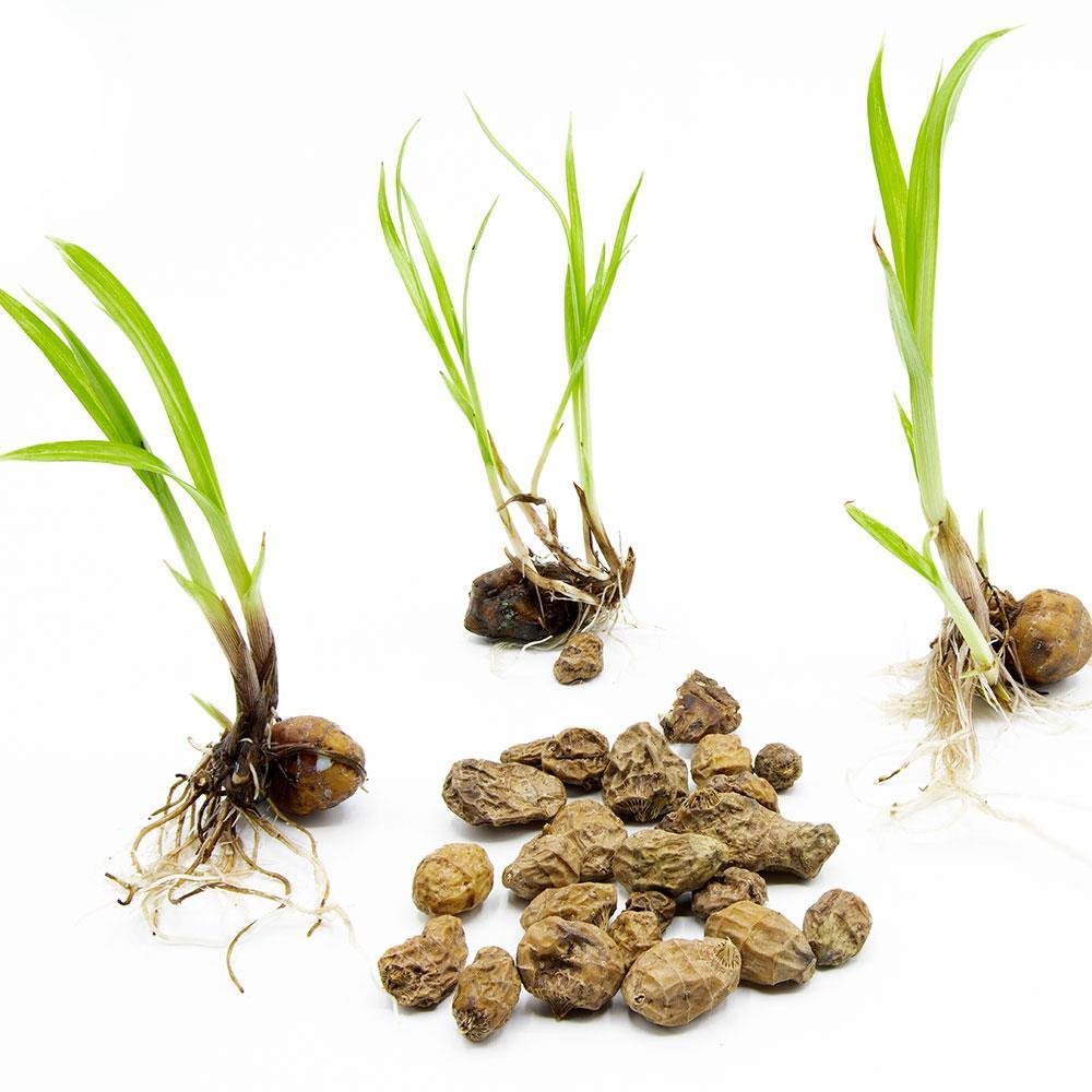 100 ml Tigernut Virgin Oil Certified Organic - ACO 10282P - New ...