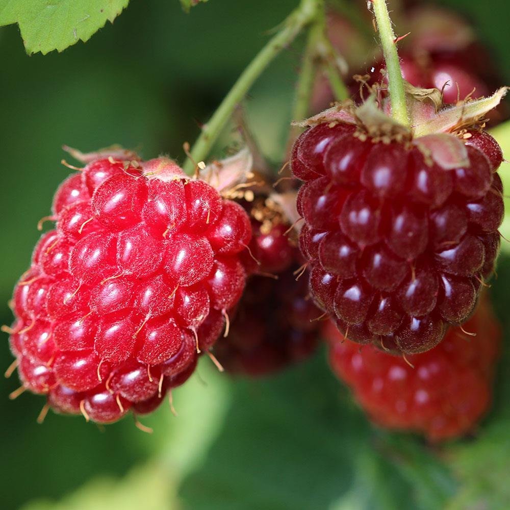 1 Lt Raspberry Virgin Certified Organic Vegetable Oil - ACO 10282P ...